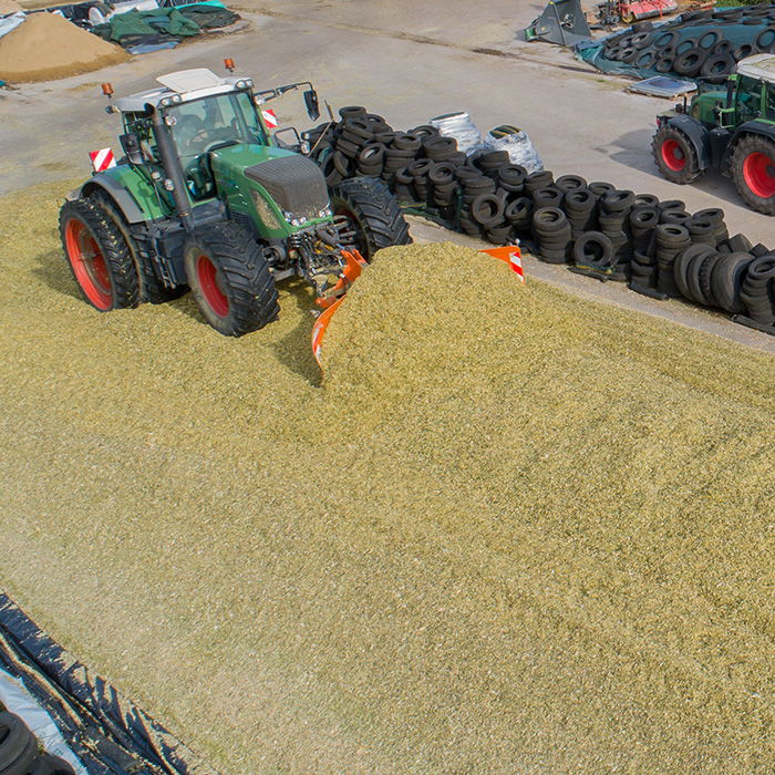 Ensilage maïs Cambrai - Épis